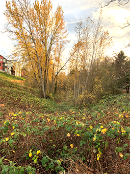 Dự án Tái Thiết kế White Center Ponds - King County, Washington