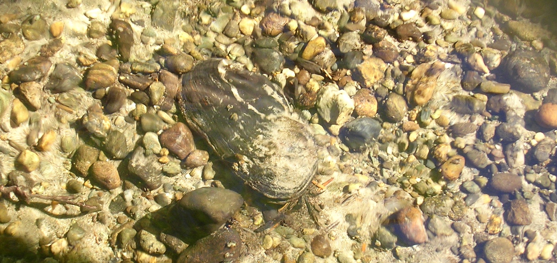 Freshwater mussels - King County, Washington