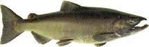 Chinook salmon identification - King County